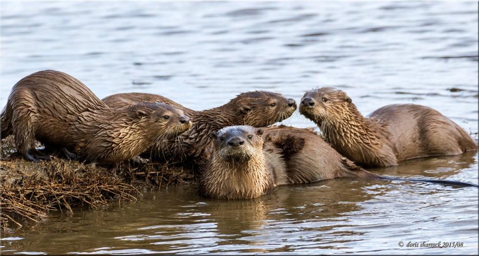 Verde River enthusiasts encouraged to report otter sightings | Features ...
