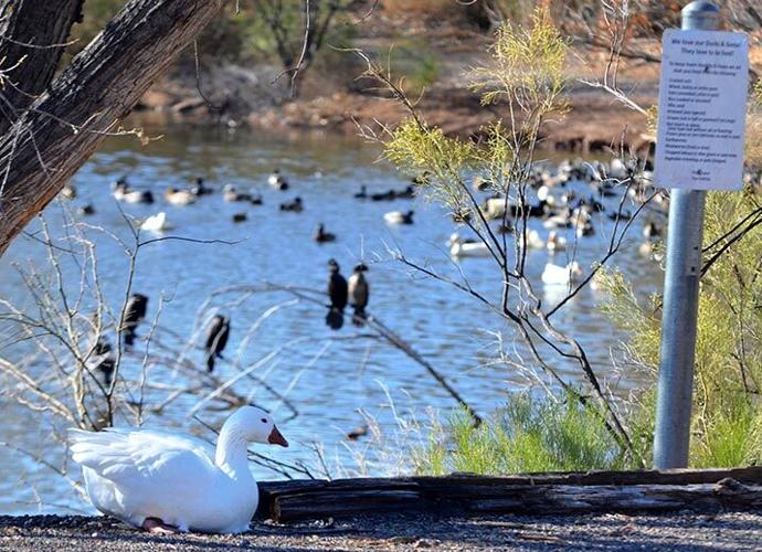 Verde Village, to the public: Stop leaving domesticated birds at pond ...