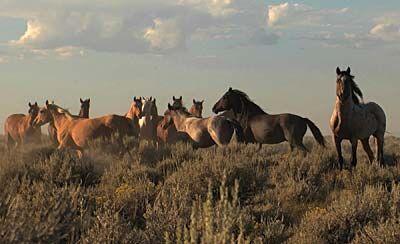 Award-winning documentary 'American Mustang' debuts Aug. 28 | Kudos ...