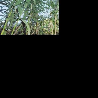 Most Wanted Plants (or is it least wanted?) | News | verdenews.com