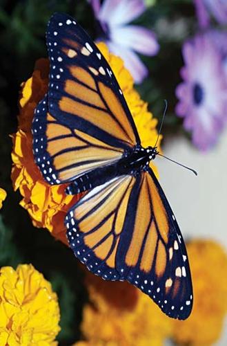 The Butterfly Lady | Features | verdenews.com
