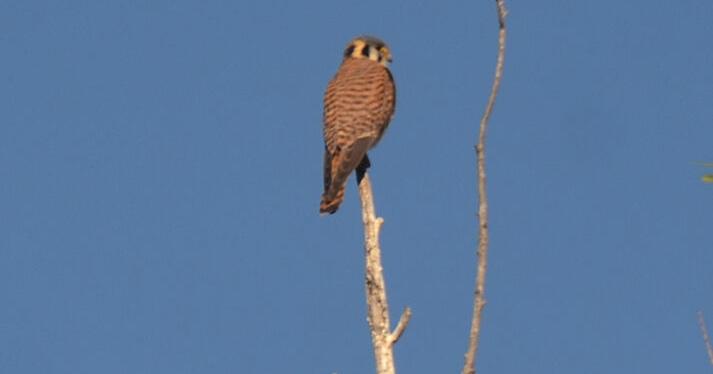 Celebrating Birds | Kudos | verdenews.com