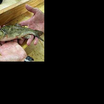 The tough life of the Verde trout | News | verdenews.com