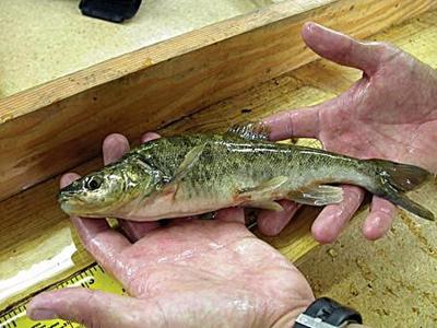 The tough life of the Verde trout | News | verdenews.com