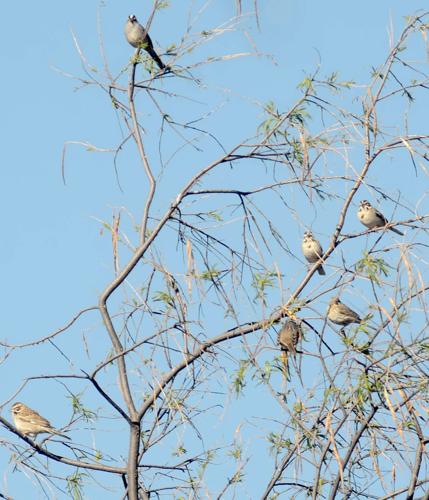 An armchair view to Verde Valley's 25th Birding Festival | Features ...