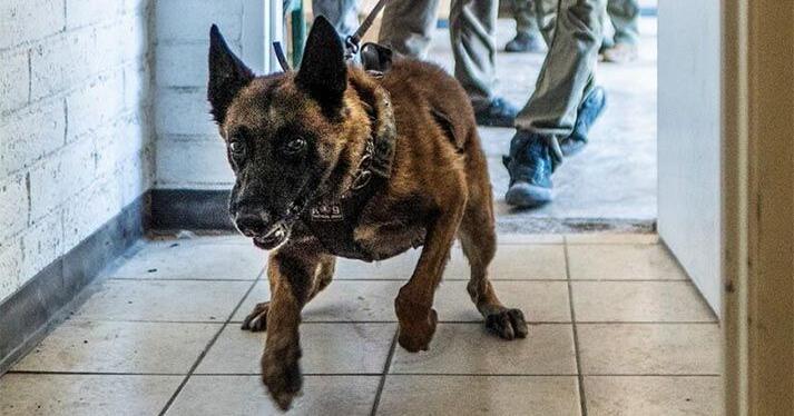 K9 units learn to work with local SWAT teams | News | verdenews.com