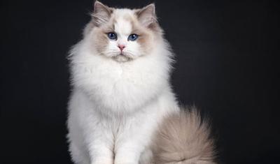 'Floppy Cats' take Internet by storm as mysterious Cat Distribution ...