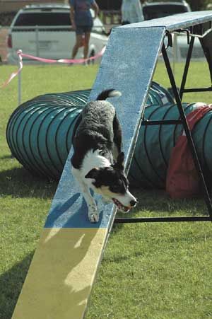 Dog Agility Show 2007 | Photo Galleries | verdenews.com