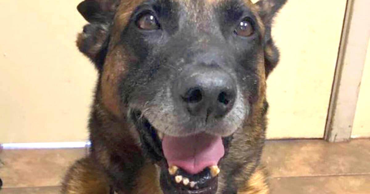 Jerome police K9 living out last days like a trooper | News | verdenews.com