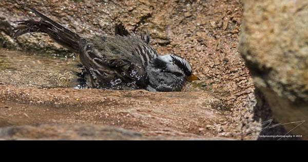 Splish Splash Taking A Bath Features