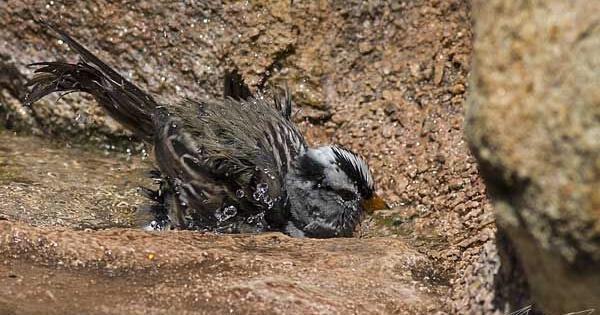 Splish Splash Taking A Bath Features