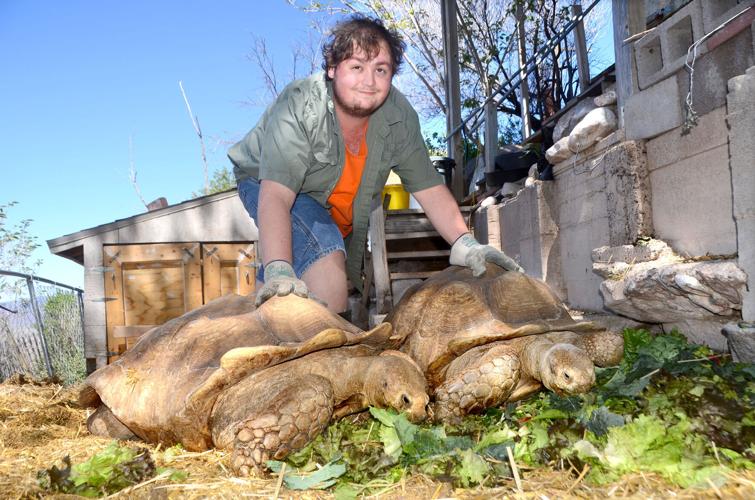 Jerome woman donates giant tortoises to Out of Africa (with video ...