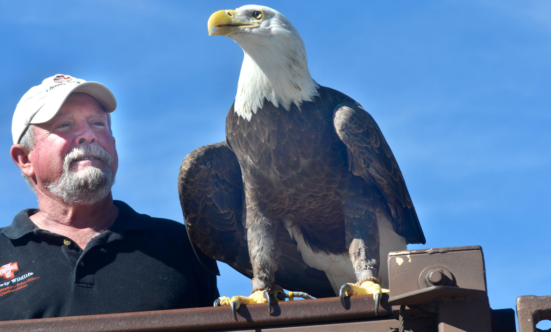 Flight canceled: Grounded eagle takes train instead | News | verdenews.com