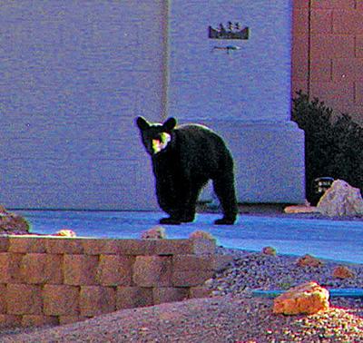 Editorial: Better solutions to bear problem than being quick on the ...