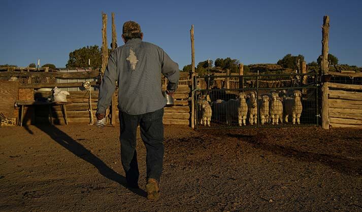 Navajo sheep herding at risk from climate change. Some young people ...