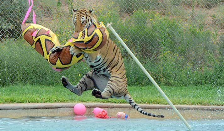Tiger Splash celebrates 30 years | News | verdenews.com