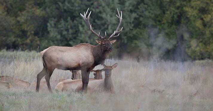 Arizona woman dies in encounter with elk | Odd & Unusual | verdenews.com