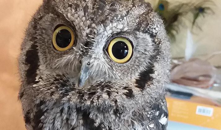 Live owl for Audubon presentation at Sedona Library | Kudos | verdenews.com