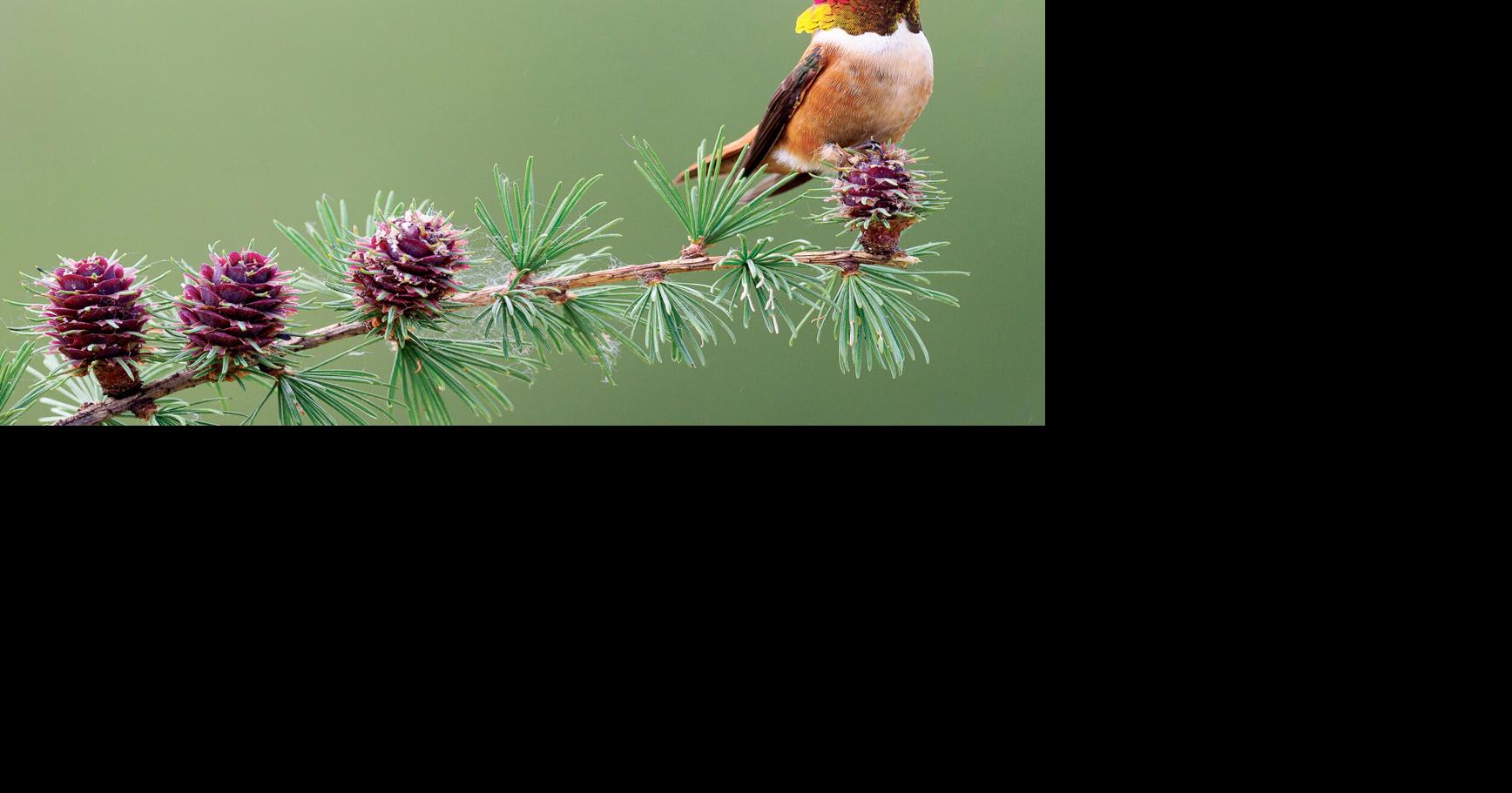 2019 Hummingbird Festival flies into Sedona weekend of Aug. 2-4 ...