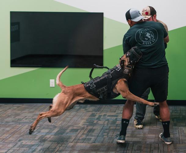 K9 units learn to work with local SWAT teams | News | verdenews.com