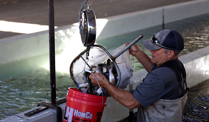 IN PHOTOS: Arizona Game & Fish restocks lakes from Page Springs ...