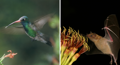 AZGFD joins in celebration of Pollinator Week | Features | verdenews.com