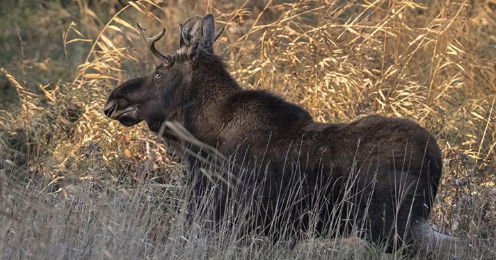The journey of Minnesota's Rutt the moose is tracked by a herd of fans ...