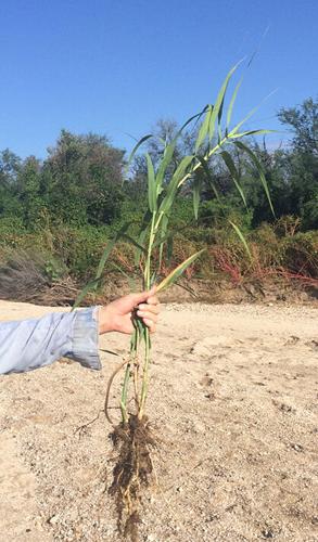 Efforts to remove invasive giant reed continue in Arizona rivers and ...