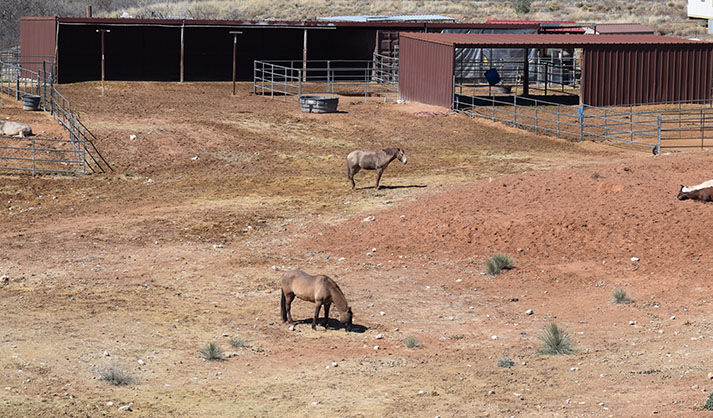 Camp Verde continues arduous process of updating animal-count codes ...