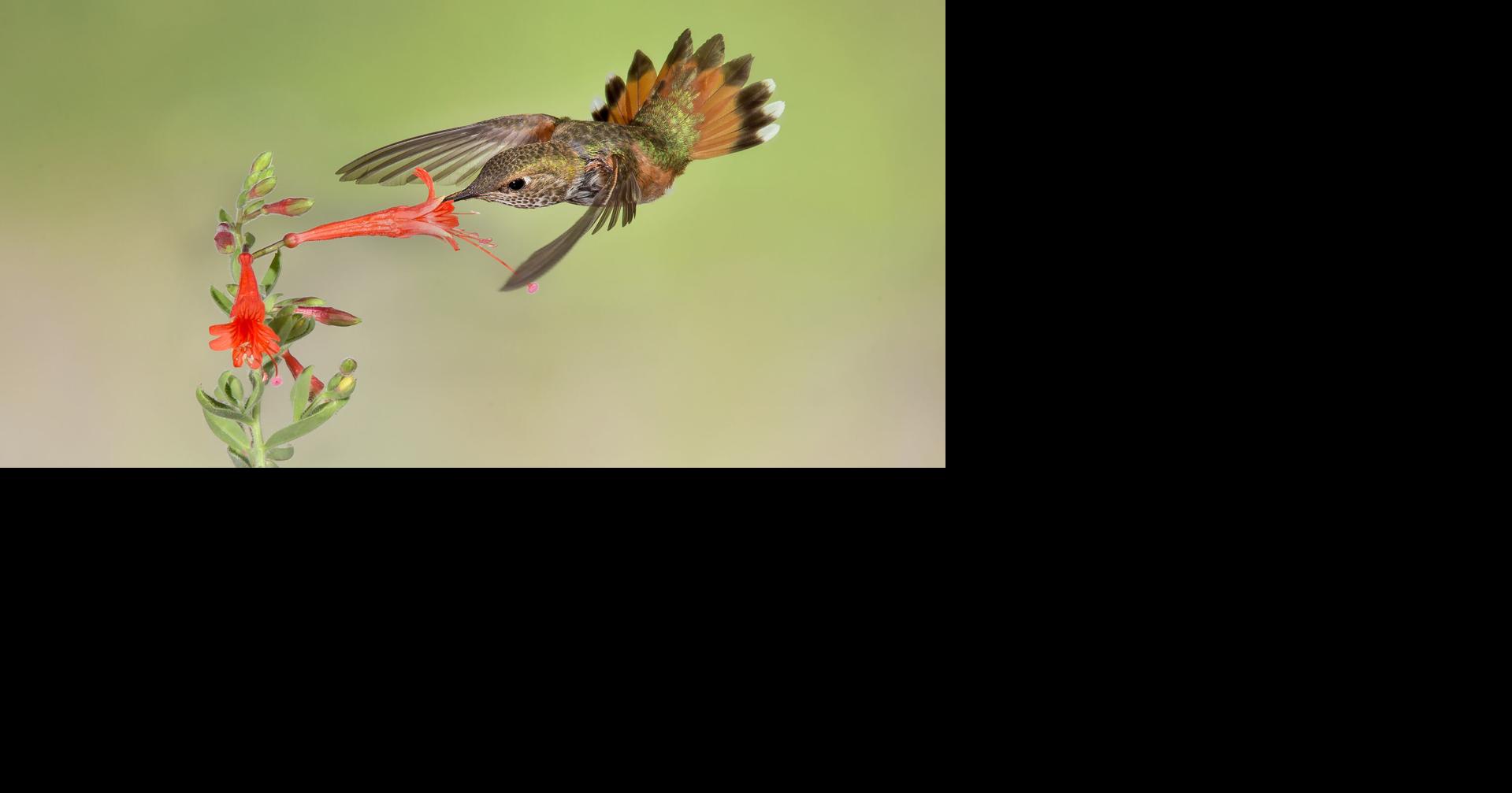 Celebrate the 10th Annual Sedona Hummingbird Festival: July 26- July 28 ...