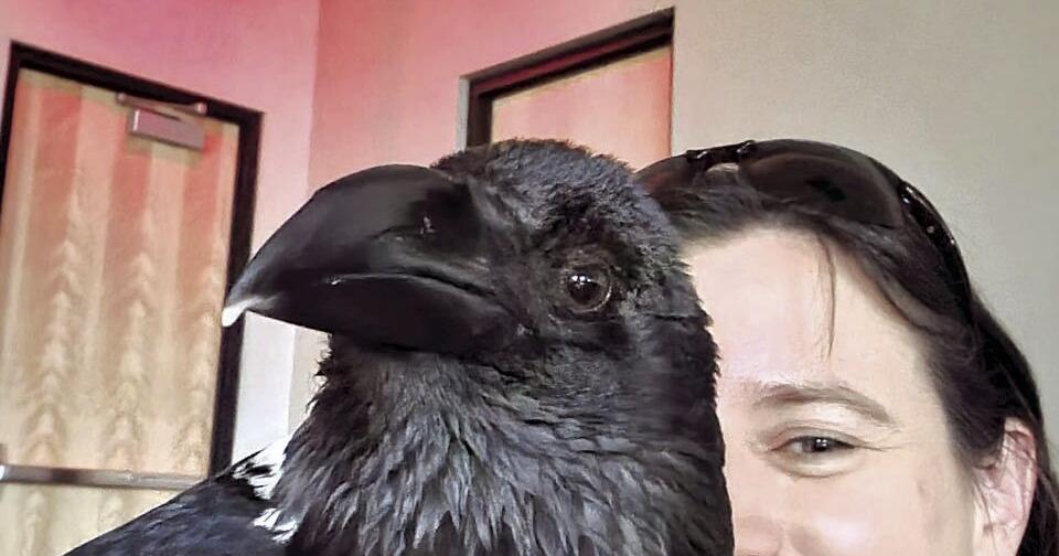 Library Welcomes Dr. Foy and Shade, the Raven, on June 30 | Kudos ...