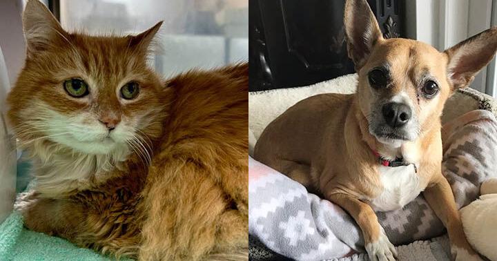 Verde Valley Humane Society Pets of the Week | Features | verdenews.com