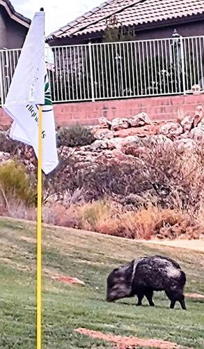 Javelina play nicely at the Agave Highlands Golf Course | Features ...