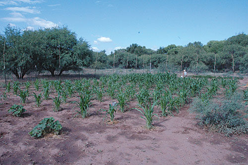 Hopi Garden | Photo Galleries | verdenews.com