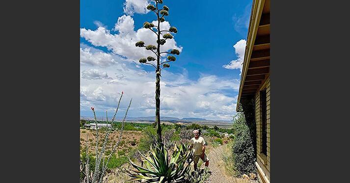 Arizona author Roger Naylor’s tall agave tale | Features | verdenews.com