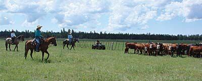 V Bar V Ranch Explorers Day planned Aug. 24 | News | verdenews.com