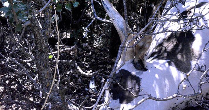 Cow carcass left to rot in neighborhood symbolic of unbranded range ...