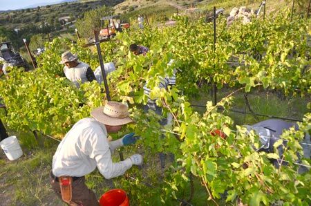 Gallery: Grapes in the Verde Valley are ripe | Photo Galleries ...
