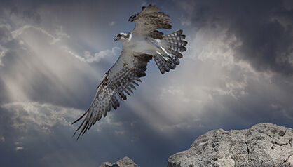 SIFF hosts Ted Grussing photographic program March 25-26 | Kudos ...