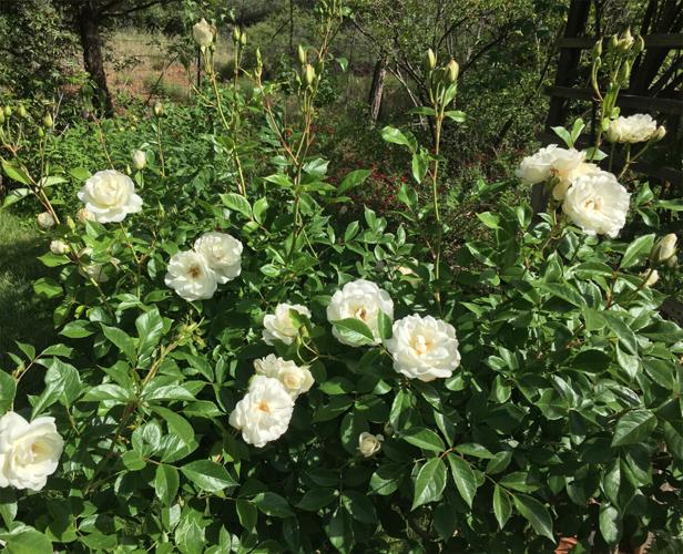 May: A Floral Celebration | Villager | verdenews.com