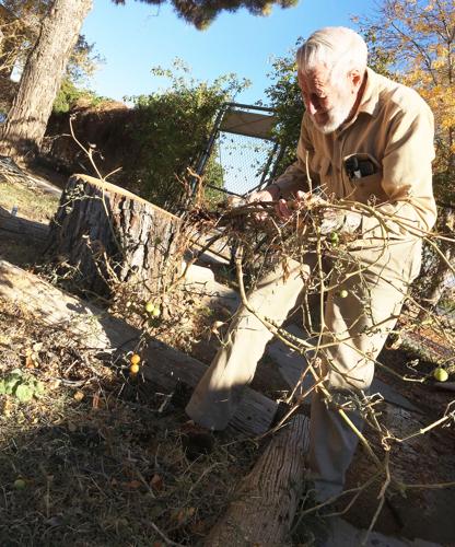 The purest of human pleasures: 90-year-old volunteer tends to garden at ...