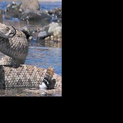 Expert shares tips on avoiding dog-snake encounters | News | verdenews.com