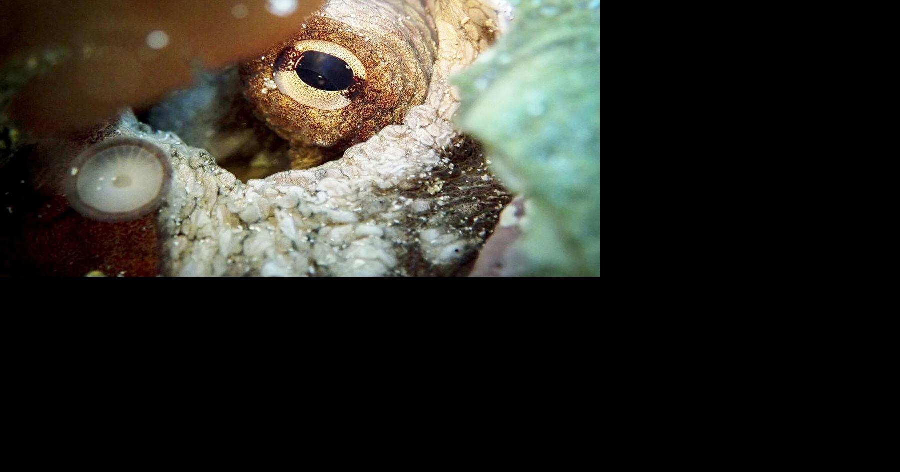 Mary D. Fisher Theatre presents ‘My Octopus Teacher’ April 16-20 ...