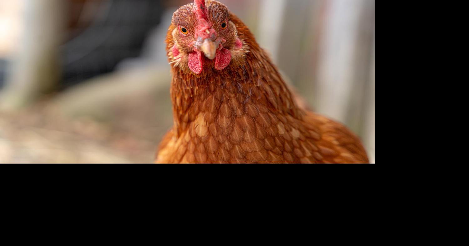 4th AZ poultry farm tests positive for avian flu | State | verdenews.com