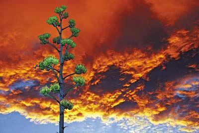 Bev Copen takes top prize in Arizona Highways photo contest | Villager ...