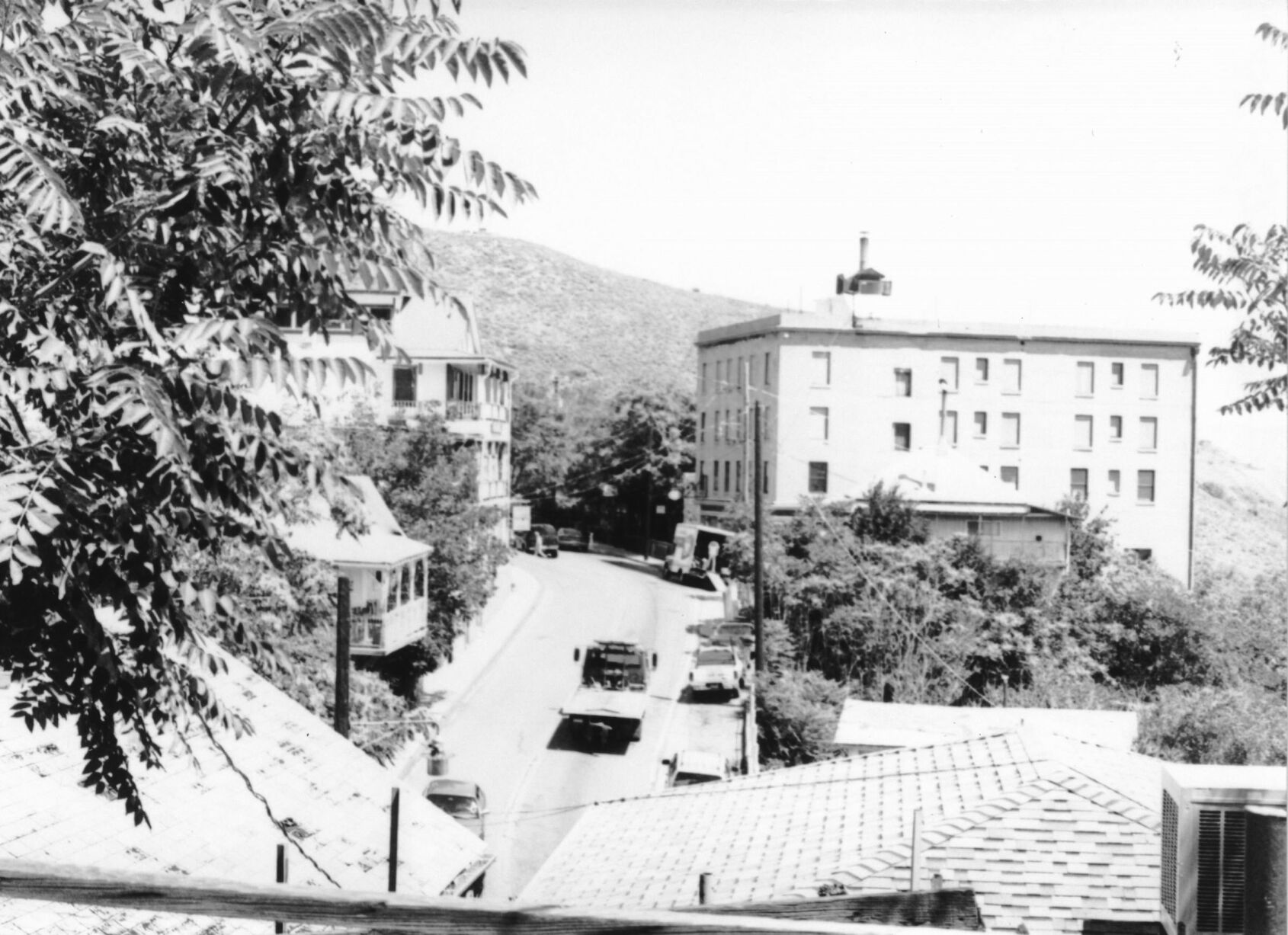 1953: The beneficial Tree of Heaven takes root in Jerome | Features | verdenews.com