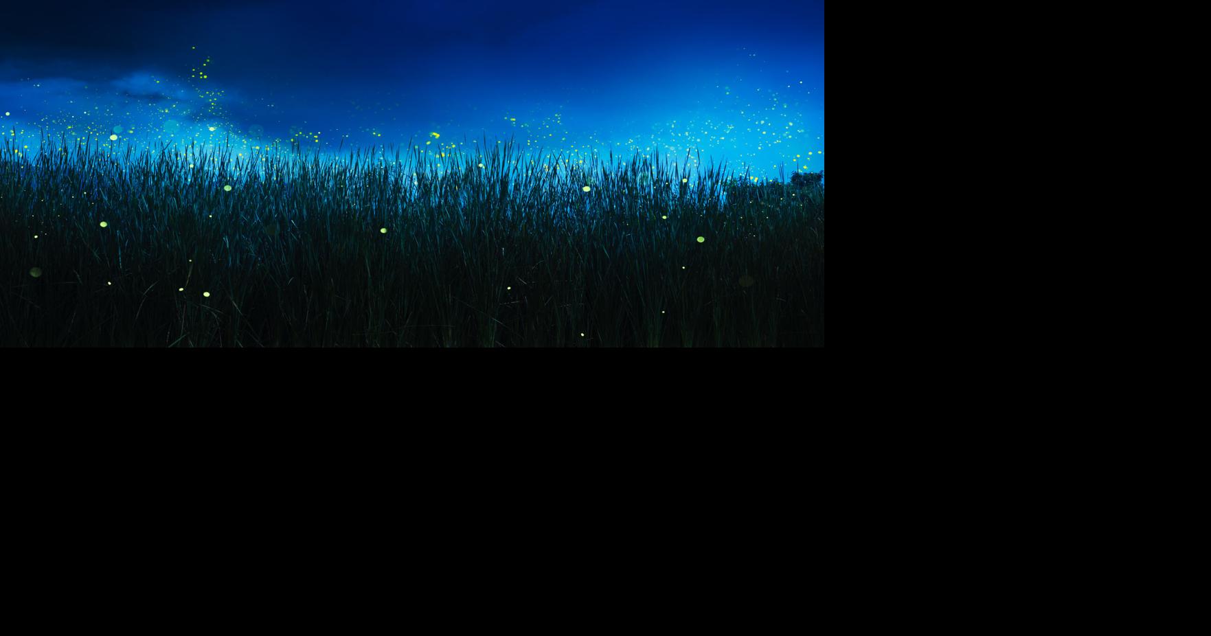 Fireflies rare in southern Arizona but, yes, there are some | News ...