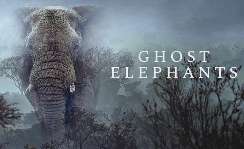 Monday Movies on Main to premiere 'Ghost Elephants' | News | verdenews.com