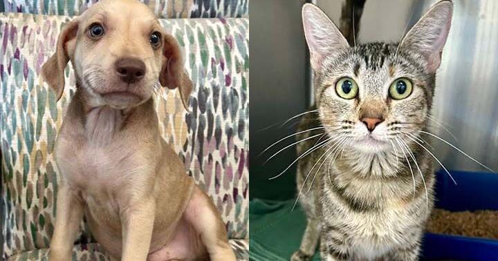 Verde Valley Humane Society Pets of the Week | Features | verdenews.com