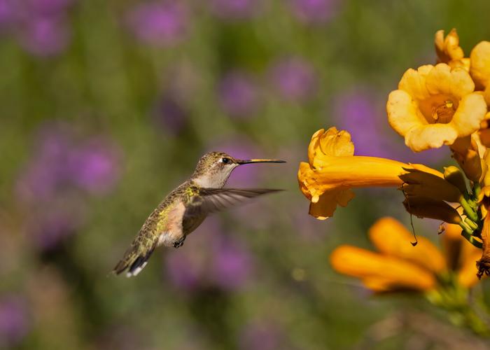 Celebrate the 10th Annual Sedona Hummingbird Festival: July 26- July 28 ...
